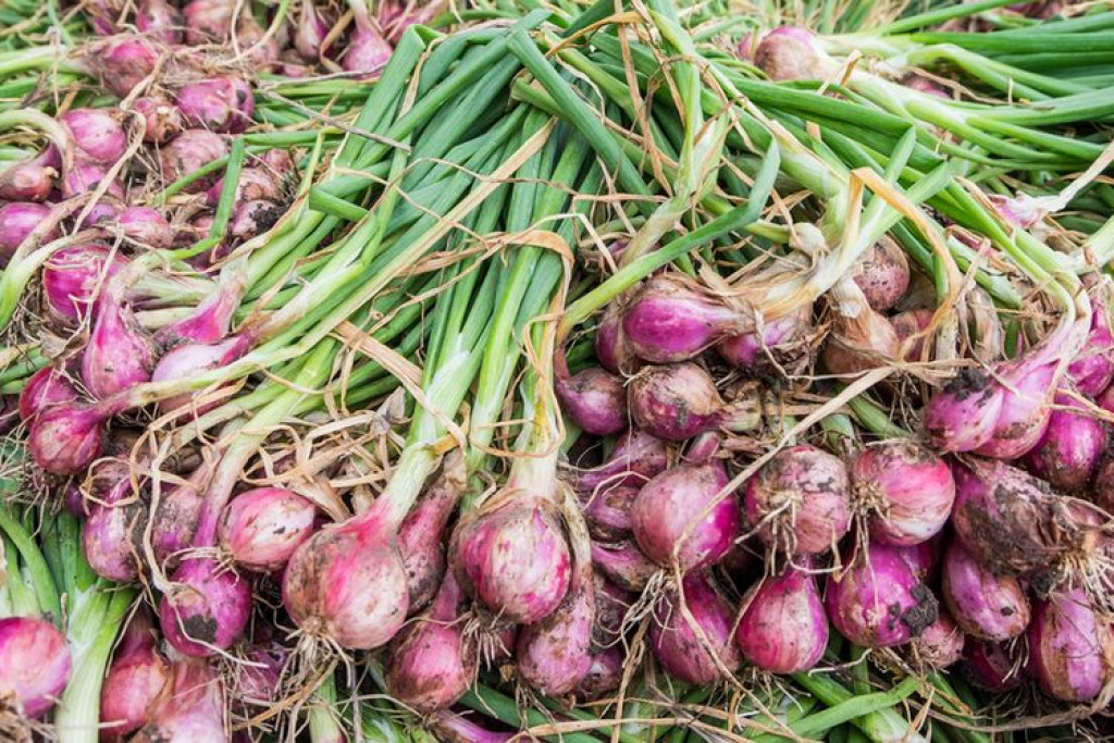 Cara Menangani Penyakit Trotol Pada Bawang Merah Wahana News