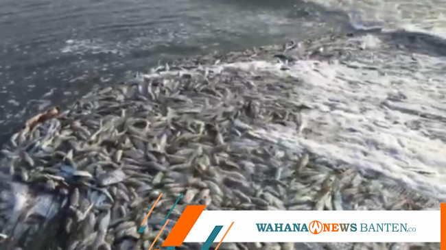 Fenomena Jutaan Ikan Tanjan Lompat ke Pinggir Pantai jadi Rezeki ...
