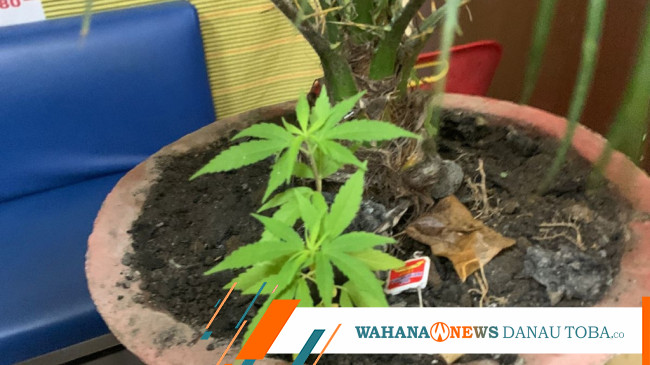 Dikibusi Tanam Ganja di Pot Bunga, Pria Asal Bogor Diciduk Polisi di ... Dikibusi Tanam Ganja di Pot Bunga, Pria Asal Bogor Diciduk Polisi di ...