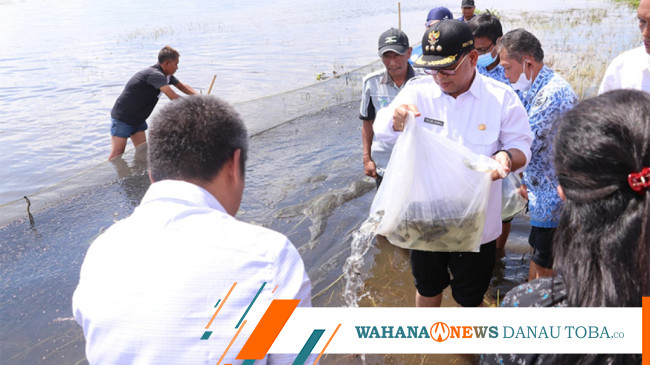 Atasi Ikan Iblis Merah, Pemerintah Restocking 75 ribu Nila di Danau ...