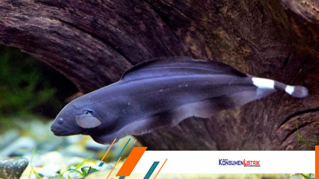 Mengenal Ikan Hantu Hitam, Wajah Mirip Anjing Hasilkan Aliran Listrik ...