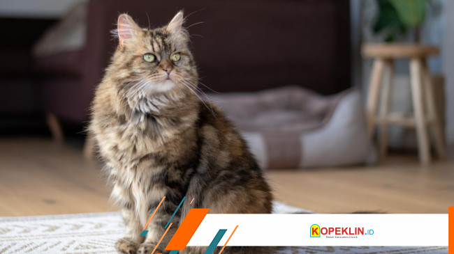 Mengenal Fakta Tentang Kucing Polidaktil, Miliki Jari Kaki Lebih dari ...