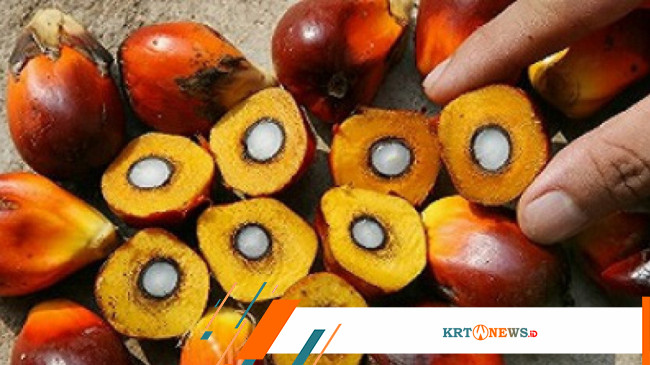 Gegera Pupuk Mahal, Produksi Minyak Sawit RI Diramal Cuma Naik Tipis ...