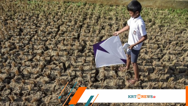 Petani di Bekasi Terancam Gagal Panen, 21.250 Hektare Lahan Pertanian Kekeringan - KRT News