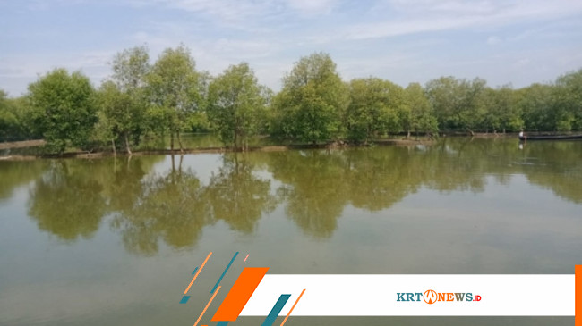 Asyiknya Susur Sungai di Hutan Mangrove Tapak Tugurejo - KRT News