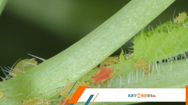 Mengenal Hama Kutu Daun Persik pada Tanaman Cabai dan Cara Membasminya ...