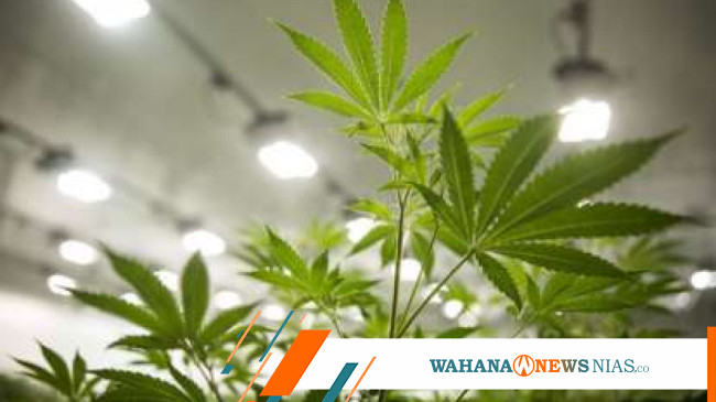 Kenapa Ganja di Indonesia Belum Bisa Dilegalkan untuk Obat? Begini ...