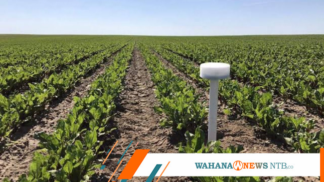 Teknologi Sensor Tanah dan Cuaca: Petani Dapatkan Informasi Lingkungan ...