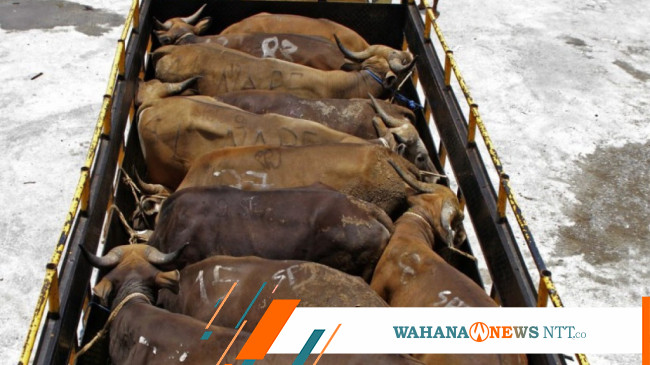 Pengiriman Sapi NTT Meningkat di Tengah Wabah PMK - Wahana News NTT