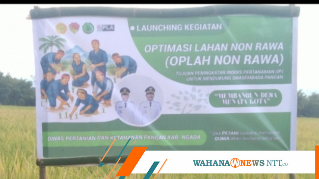 OPLAH Non Rawa di Ngada, Kementan Gelontorkan Dana Miliaran, Fabi Pesek ...