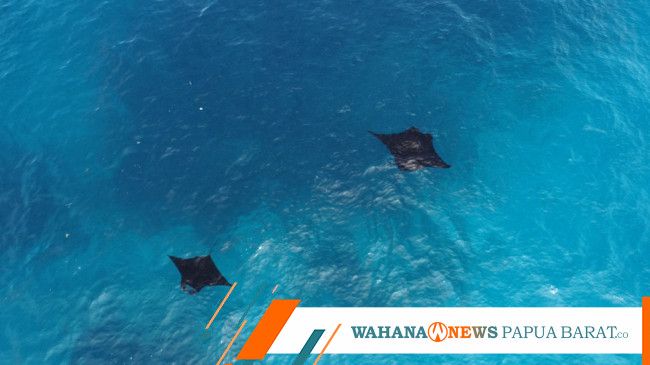 Wisata Pari Manta Indonesia Tempati Peringkat 3 di Dunia, Raja Ampat ...