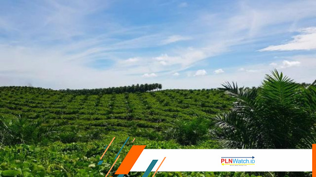 PLN Pasok Kebutuhan Listrik Dua Pabrik, PTPN V Hemat Rp 14,5 Miliar per Tahun - PLN Watch