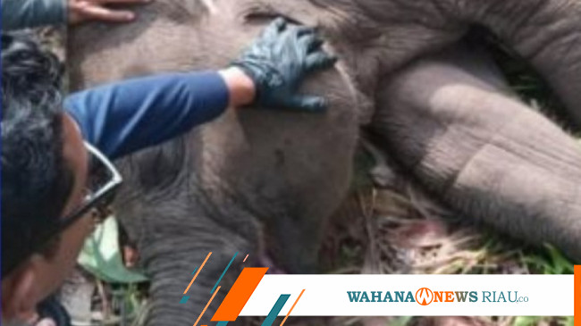 Anak Gajah Sumatera ‘Tari’ Ditemukan Mati Mendadak di TNTN - Wahana News Riau