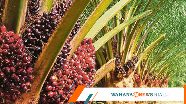 BPDPKS Dinilai Jadi "Mesin Waktu" Petani Kelapa Sawit Naikkan Produktivitas - Wahana News Riau