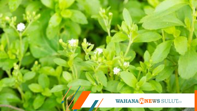 Sulut Ekspor Bunga Stevia ke Korea Selatan Senilai 12.980 Dolar AS ...