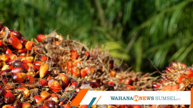 BPDPKS: Mesin Waktu Petani Kelapa Sawit Menuju Produktivitas Tinggi - Wahana News Sumsel