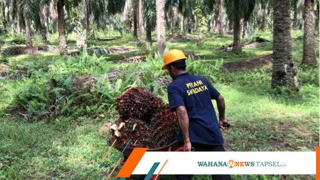 Ditjenbun: Program Bantuan Sarana dan Prasarana Tingkatkan Daya Saing dan Nilai Tambah Petani ...