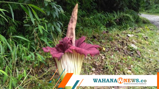 Bunga Bangkai Raksasa Muncul di Pinggir Jalan Simalungun - Wahana News