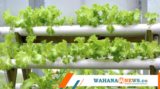 Cara Mudah Meracik Pupuk Hidroponik - Wahana News