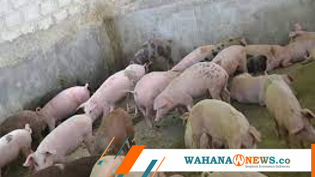 Jumlah Ternak Babi Mati Mendadak di NTT Tercatat 253 Ekor - Wahana News