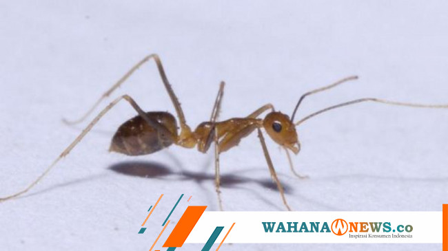 Miliki Banyak Manfaat, Benarkah Semut Jepang Bisa Atasi Berbagai ...