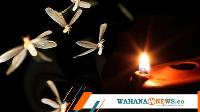 Musim Hujan, Begini 3 Cara Usir Laron Tanpa Matikan Lampu - Wahana News