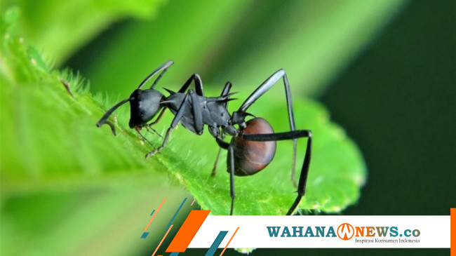 Tips Aman Basmi Semut di Rumah Tanpa Bahan Kimia - Wahana News