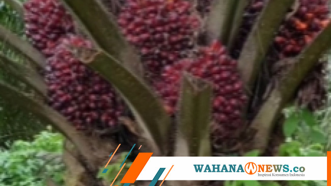 Di WTO, RI Berhasil Buktikan Tindakan Diskriminasi Uni Eropa atas Minyak Sawit dan Biofuel ...