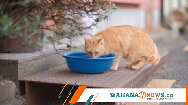Mitos atau Fakta: Kucing Tidak Suka Minum? Fakta yang Wajib Diketahui ...