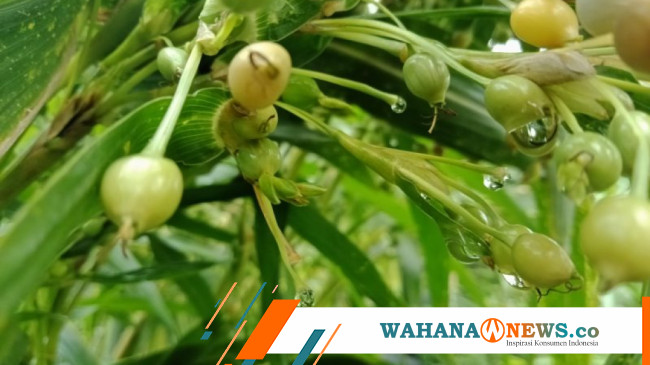 Mengenal Tanaman Hanjeli, Serealia yang Bisa jadi Bahan Pangan ...