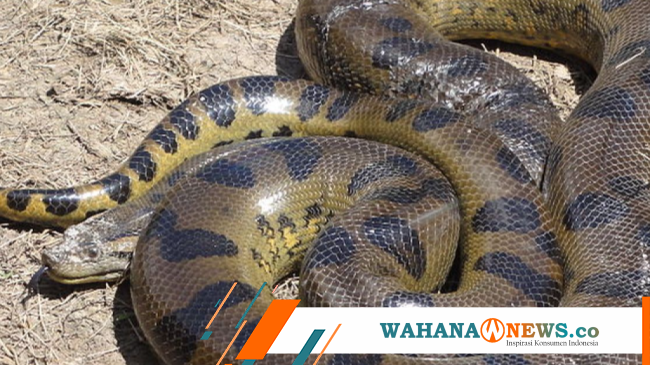 Panjangnya Hampir 8 Meter, Ular Terbesar di Dunia Muncul di Hutan ...