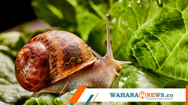 5 Hewan Paling Lambat di Dunia, Salah Satunya Siput pisang - Wahana News