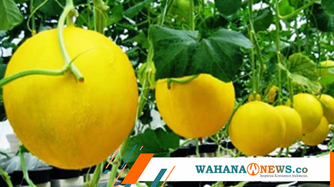 Trik Budidaya Melon Golden di Lahan Terbatas - Wahana News