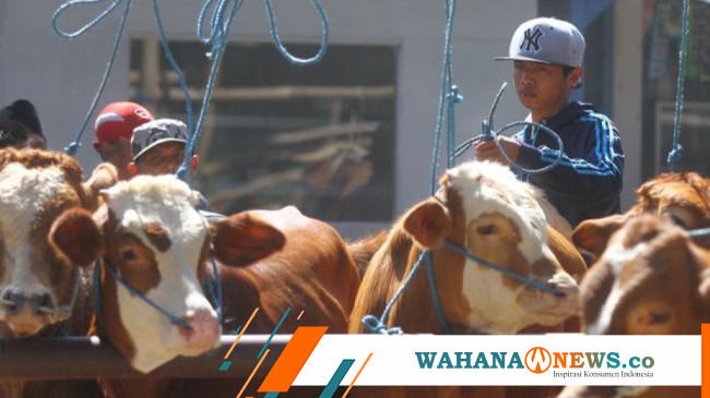 RNI Impor 2.350 Sapi Hidup dari Australia untuk Kebutuhan Lebaran 2024 ...