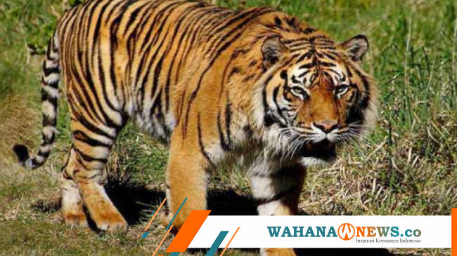 Terkam 2 Warga di Langkat, Harimau yang Dilepasliarkan Ditangkap ...