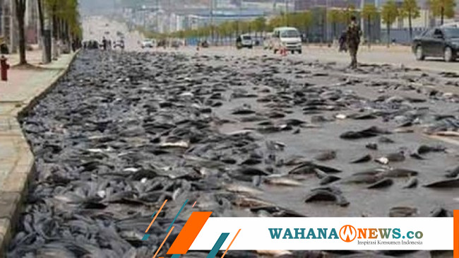 Penjelasan Ilmiah Fenomena Hujan Ikan di Honduras - Wahana News