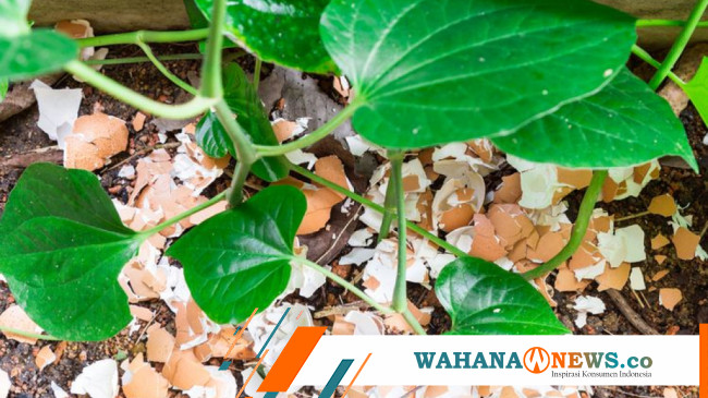 8 Bahan untuk Membuat Pupuk Alami - Wahana News