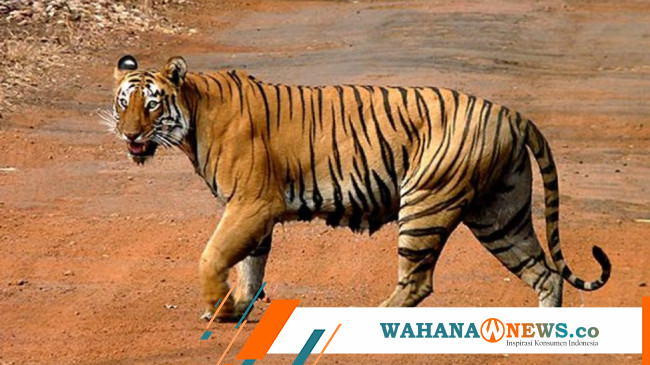 India Sukses Tambah Populasi Harimau Liar hingga Lebih dari 3.000 Ekor ...