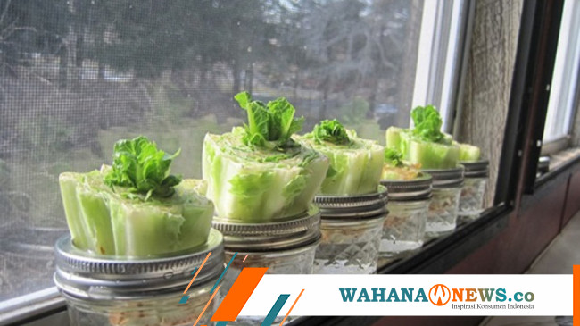 Mudah Tumbuh, Ini Jenis Sayuran yang Bisa Ditanam di Air - Wahana News