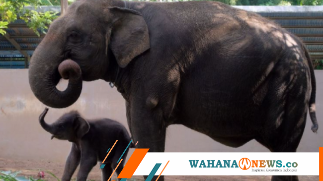 Bayi Gajah dengan bobot 75,5 kg Lahir di Sebanga Bengkalis - Wahana News