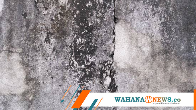 Berikut 5 Cara Jitu Menghilangkan Jamur pada Dinding Beton - Wahana News