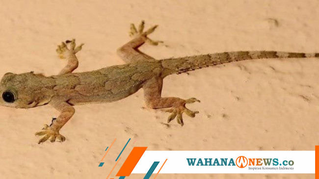 Dijamin Efektif! Berikut 6 Cara Mengusir Cicak di Rumah - Wahana News