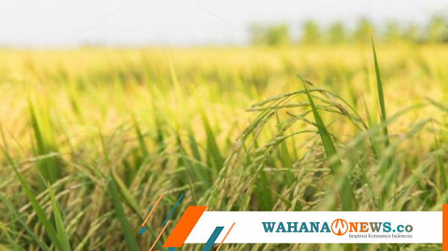 Jawa Barat Ditargetkan Jadi Penghasil Padi Tertinggi Nasional - Wahana News