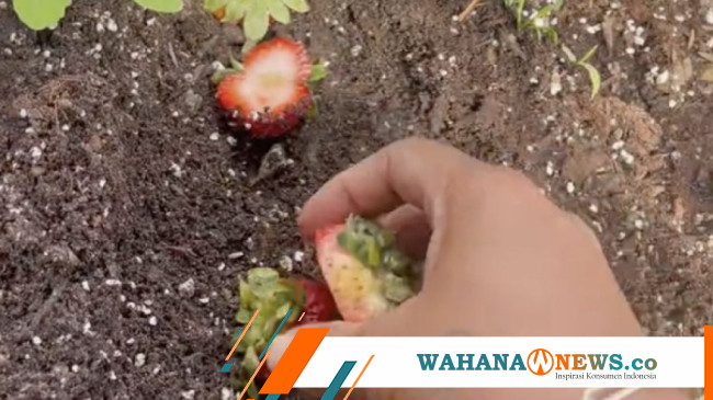 Layak Dicoba! Begini Tips Menanam Buah dari Makanan Sisa - Wahana News