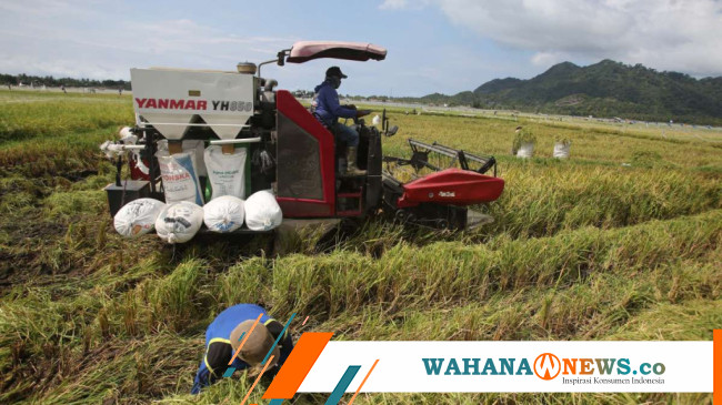 Bulog Berhasil Serap 800 Ribu Ton Beras, Tertinggi Sepuluh Tahun Terakhir - Wahana News