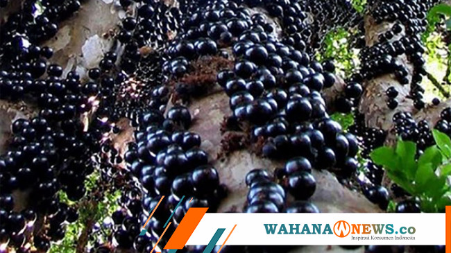 Ragam Khasiat Buah Gowok, Permata Tersembunyi dari Alam Nusantara - Wahana News