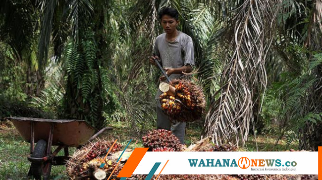 Ditjenbun: Program Sarpras Tingkatkan Daya Saing dan Nilai Tambah Pekebun - Wahana News