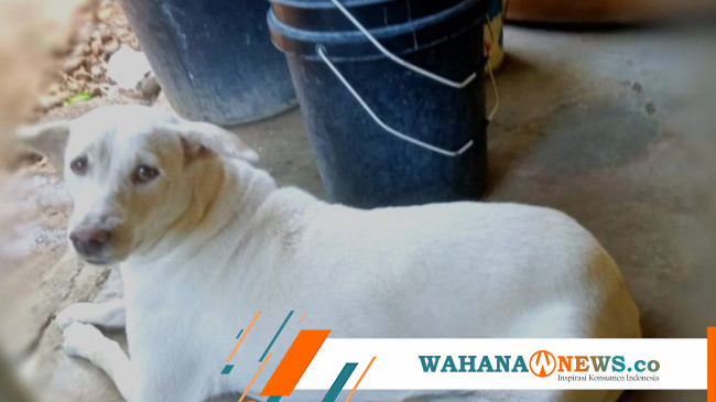 Bupati Manggarai Barat NTT Perintahkan Warganya Ikat atau Kandangkan ...