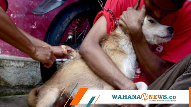 IDAI Ingatkan Rabies Bisa Menular Lewat Luka Terbuka - Wahana News