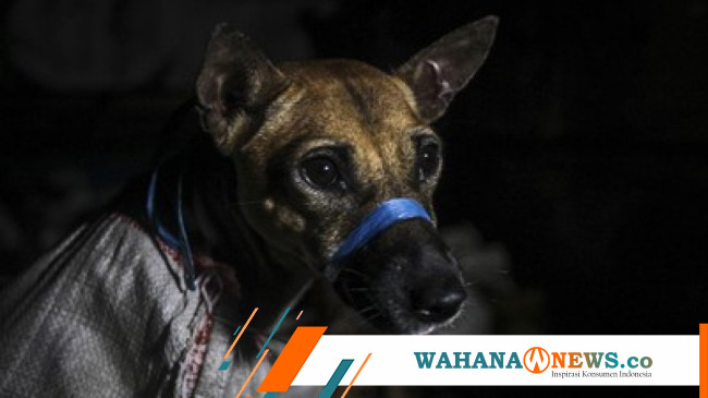 Kemenkes Ungkap Saat Ini 1.931 Orang Kena Rabies di Kalbar, 11 ...